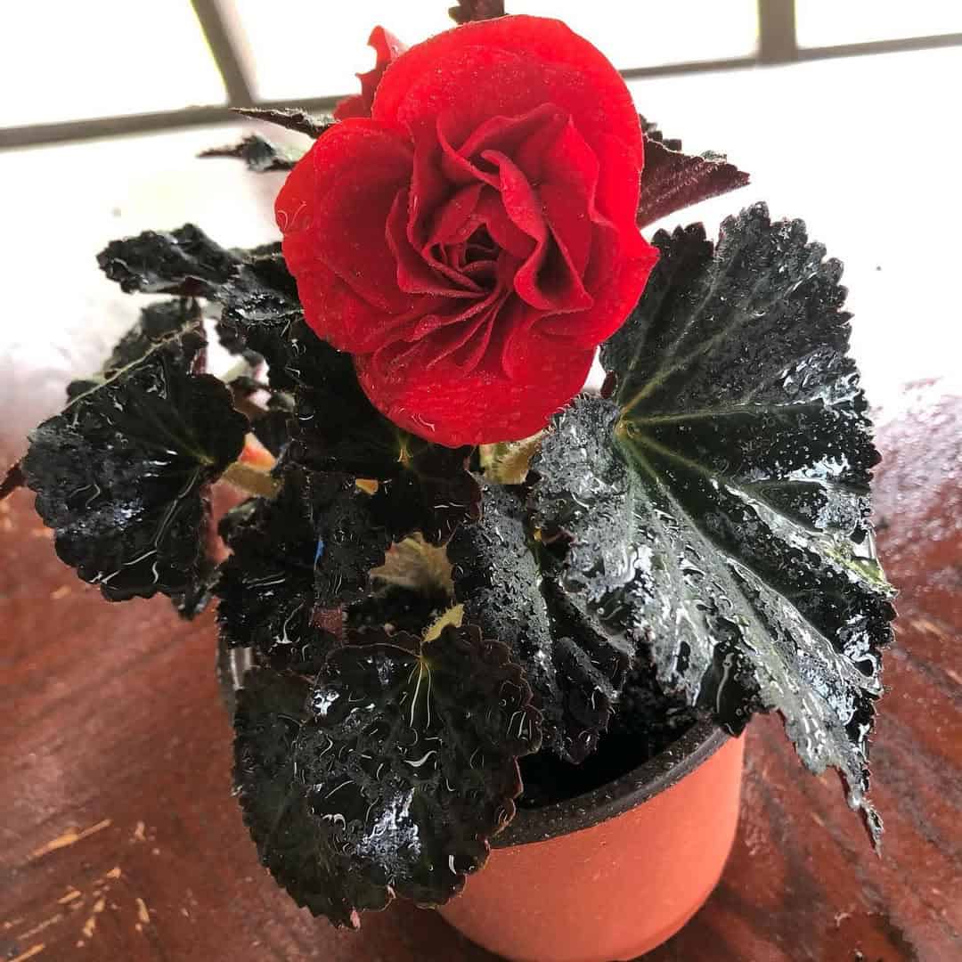 A Guide to Indoor Begonia Plants: Types and Varieties | Houseplant Alley