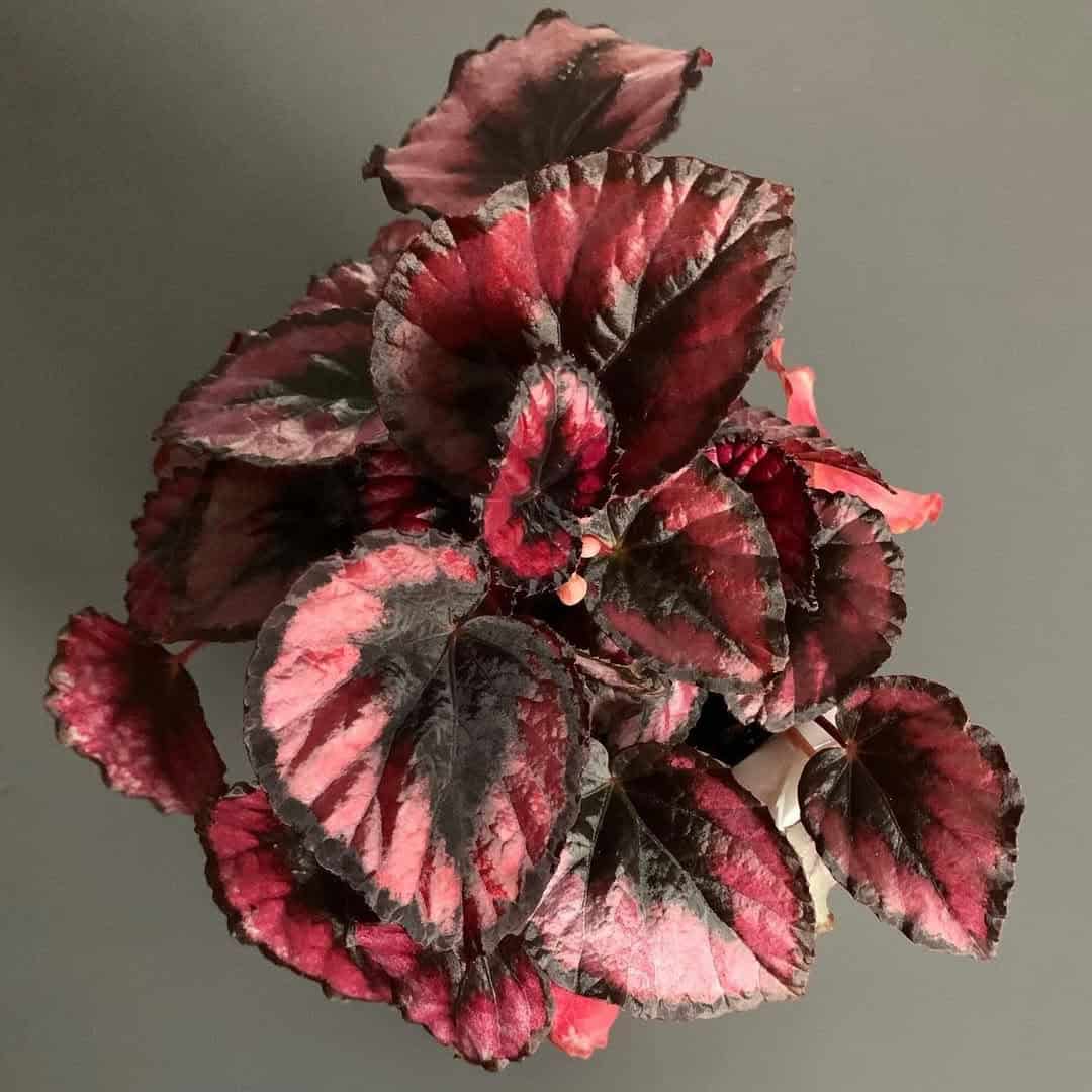 A Guide to Indoor Begonia Plants: Types and Varieties | Houseplant Alley