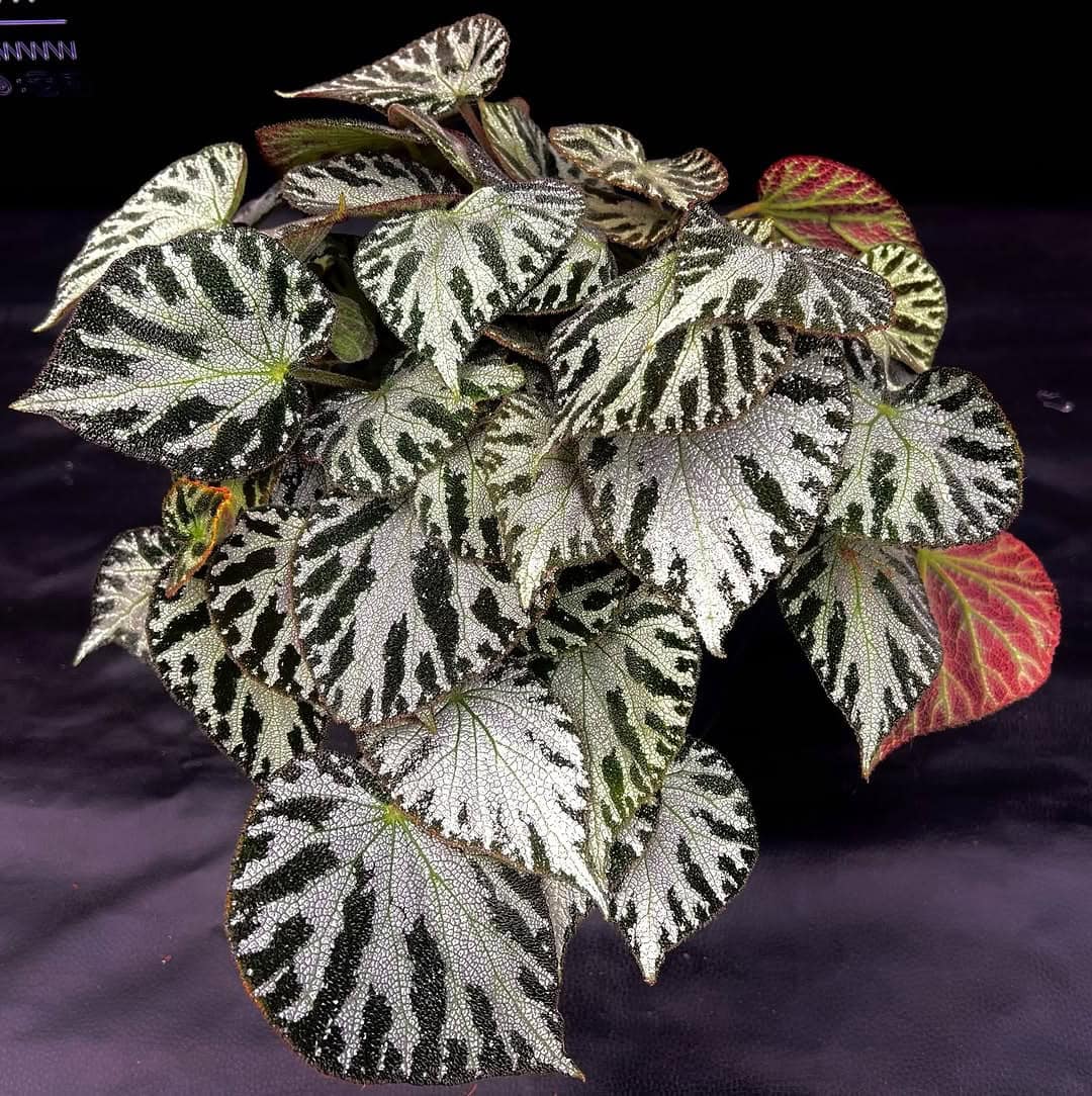 A Guide to Indoor Begonia Plants: Types and Varieties | Houseplant Alley