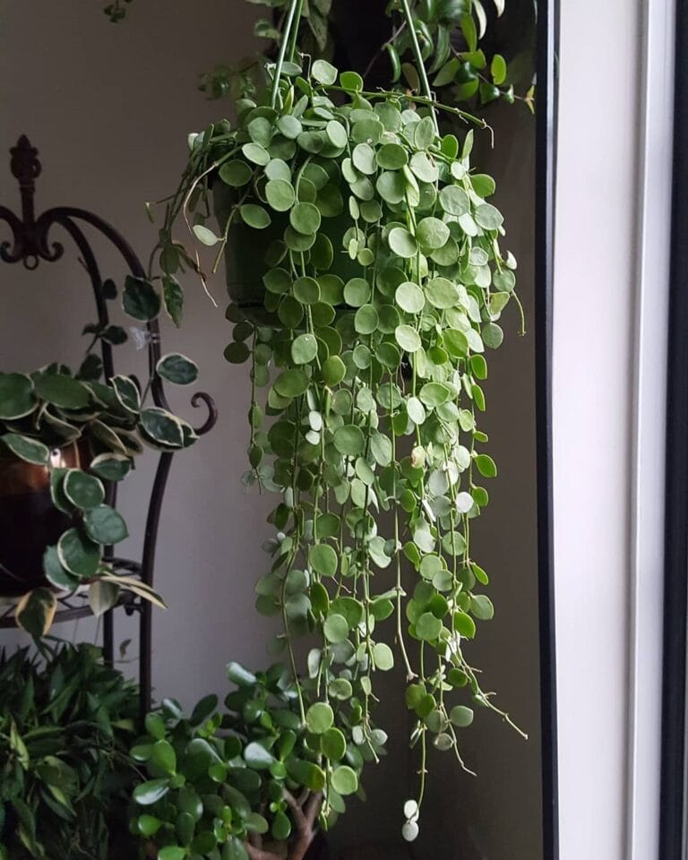 21 Types of Hanging Plants That Thrive Indoors | Houseplant Alley