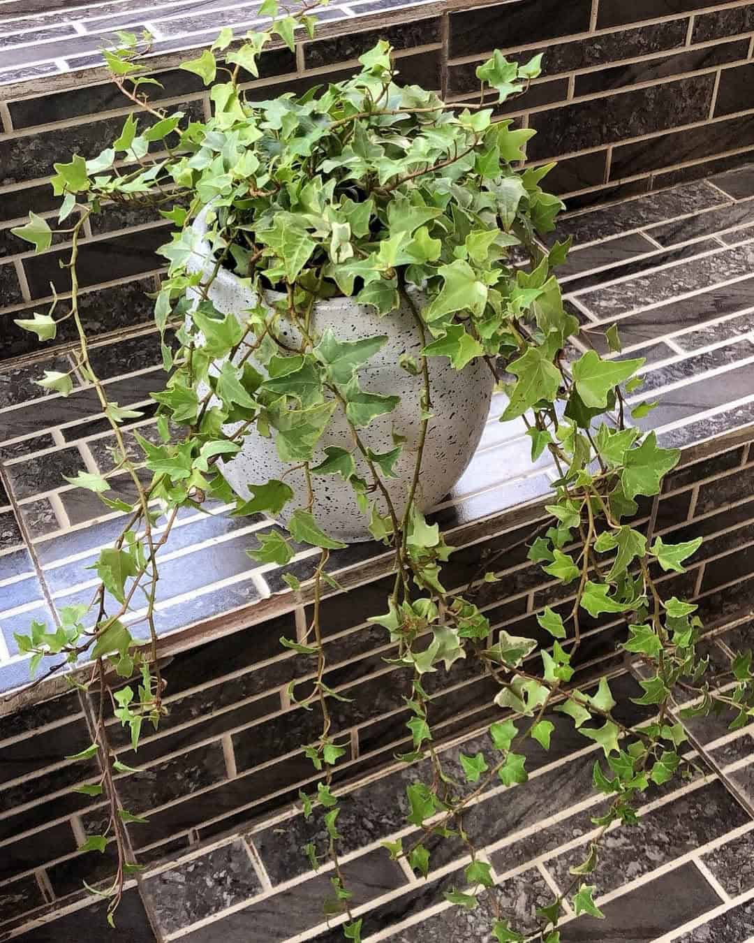 The Ultimate Guide to Low to Zero Light Plants for Your Home ...