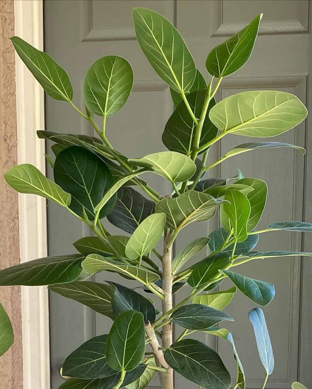 The Ultimate Indoor Care Guide for Rubber Plant (Ficus elastica ...