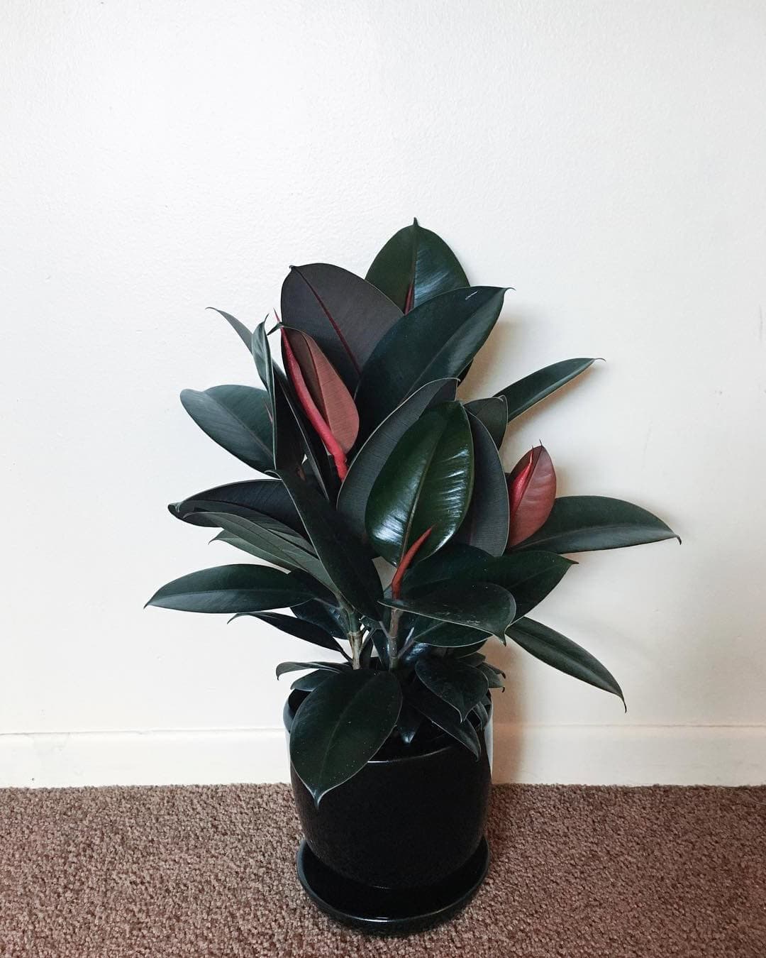 The Ultimate Indoor Care Guide for Rubber Plant (Ficus elastica ...
