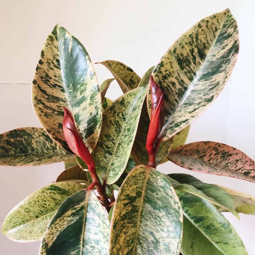 The Ultimate Indoor Care Guide for Rubber Plant (Ficus elastica ...