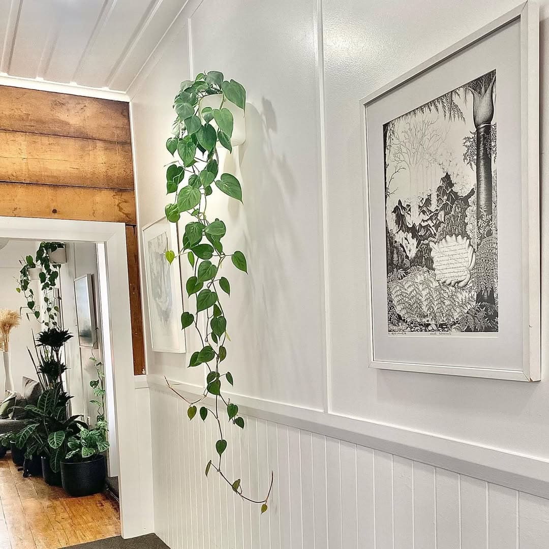 The Ultimate Guide to Low to Zero Light Plants for Your Home ...