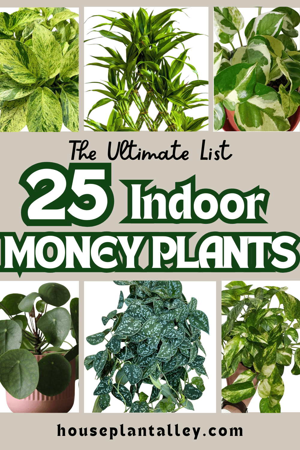 25 Different Types Of Money Plants (With Pictures) | Houseplant Alley