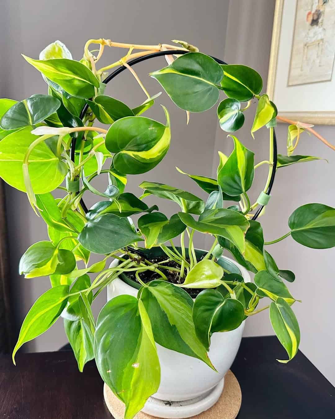 The Ultimate Indoor Care Guide for Heartleaf Philodendron (Philodendron ...