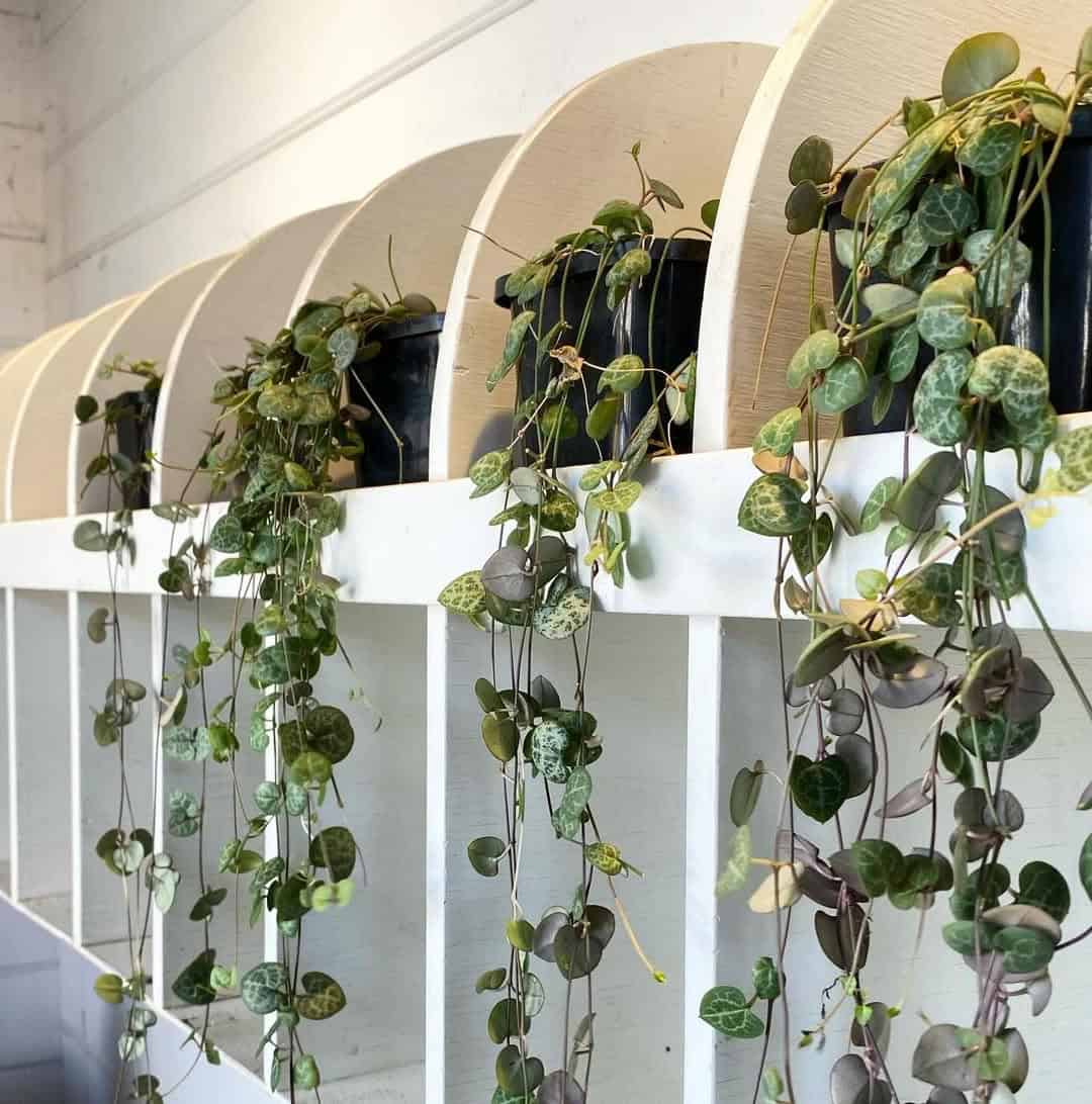 The Ultimate Guide to Low to Zero Light Plants for Your Home ...