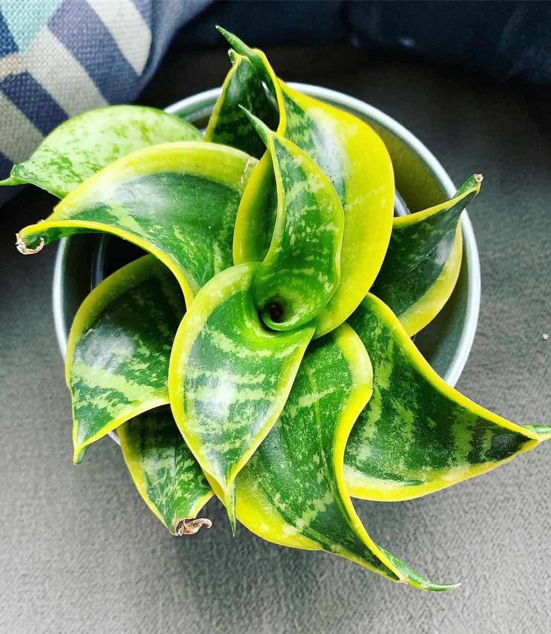 50 Unique Snake Plant Varieties You'll Love | Houseplant Alley