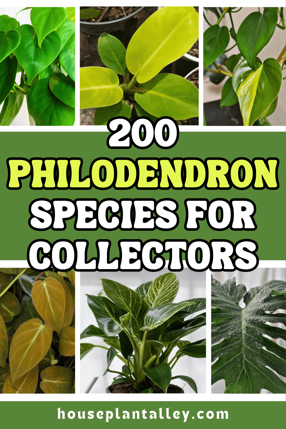 200 Types Of Philodendron Plants (With Pictures) | Houseplant Alley