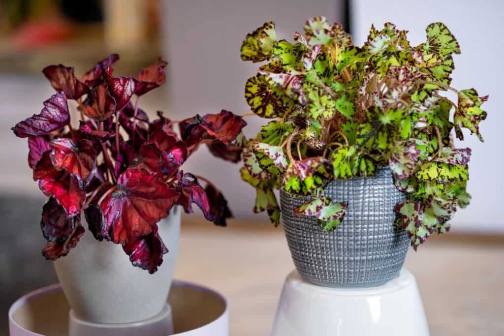 25 Best Plants For Axolotl Tank | Houseplant Alley