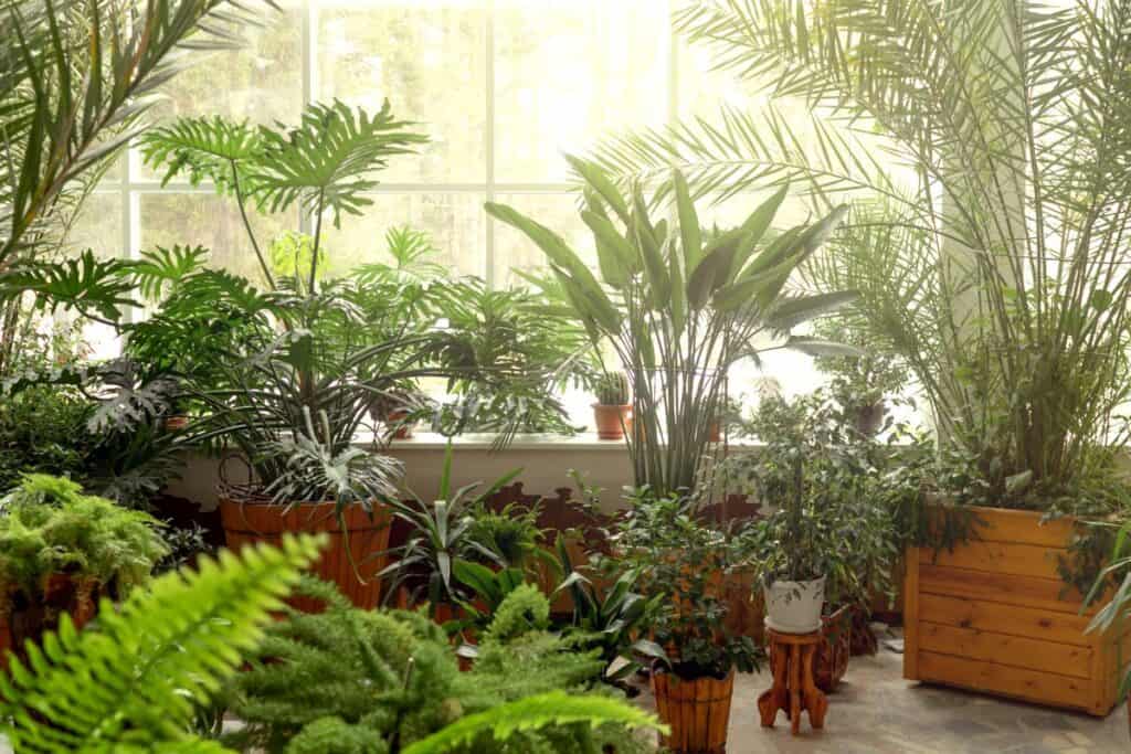 How to Hang Plants on Your Wall | Houseplant Alley