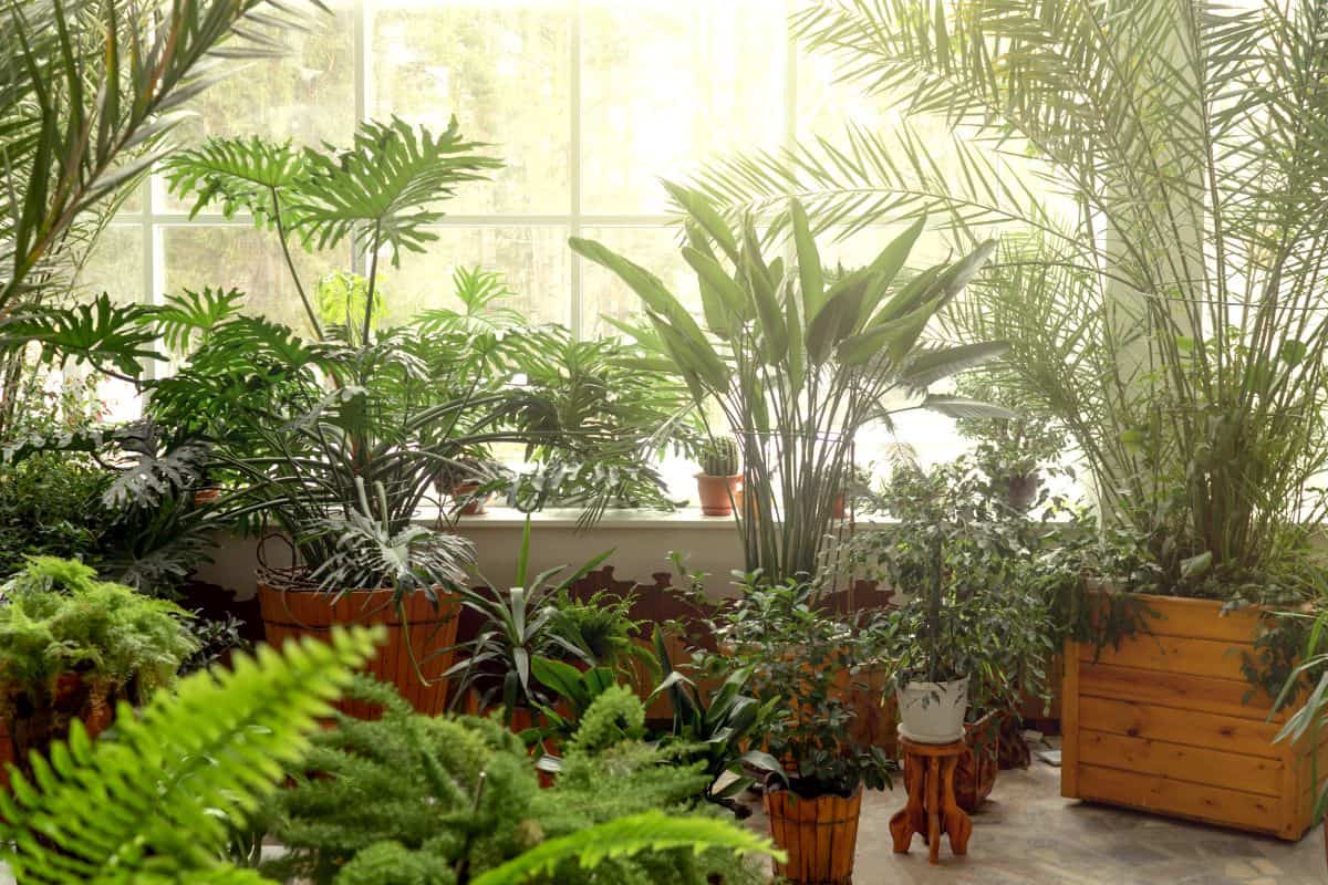 25 Types Of ZZ Plants (With Pictures) | Houseplant Alley