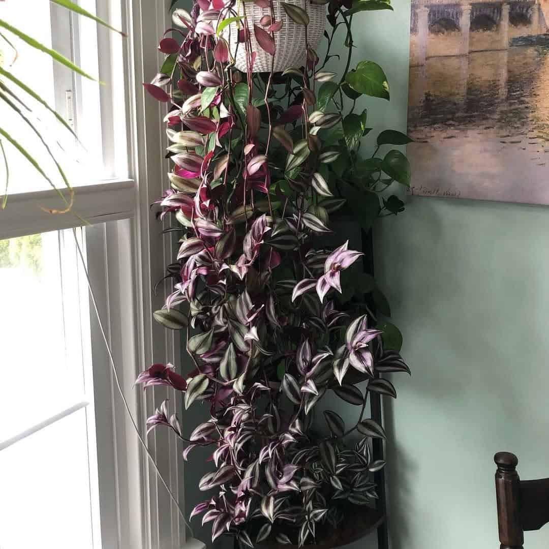 21 Types of Hanging Plants That Thrive Indoors | Houseplant Alley