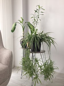 21 Types of Hanging Plants That Thrive Indoors | Houseplant Alley