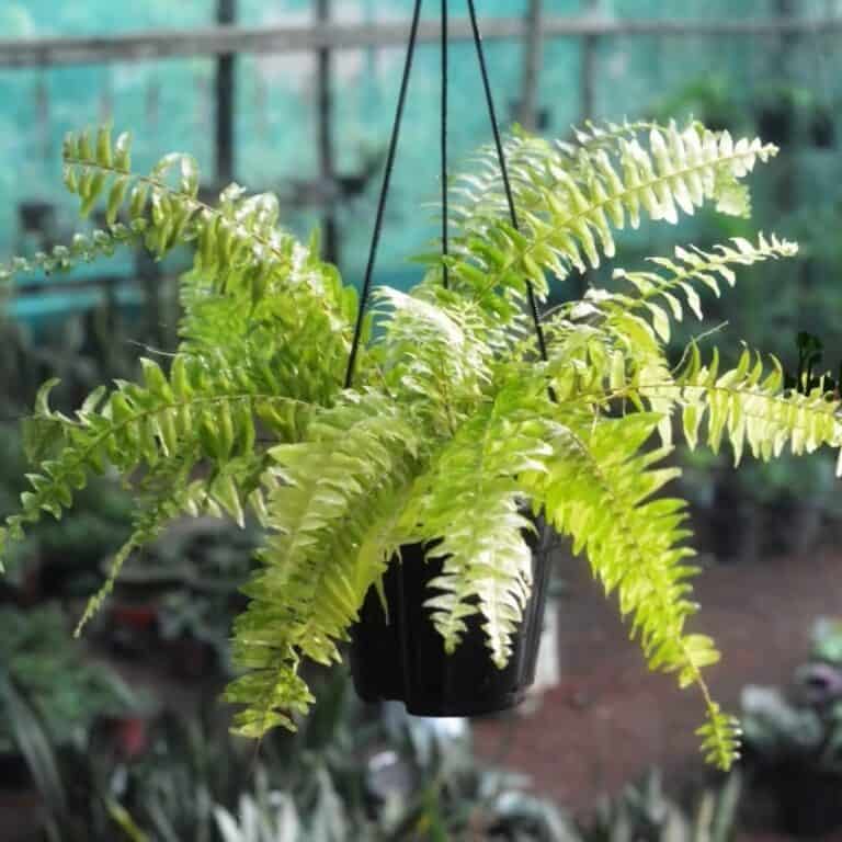 The Ultimate Guide to Low to Zero Light Plants for Your Home ...