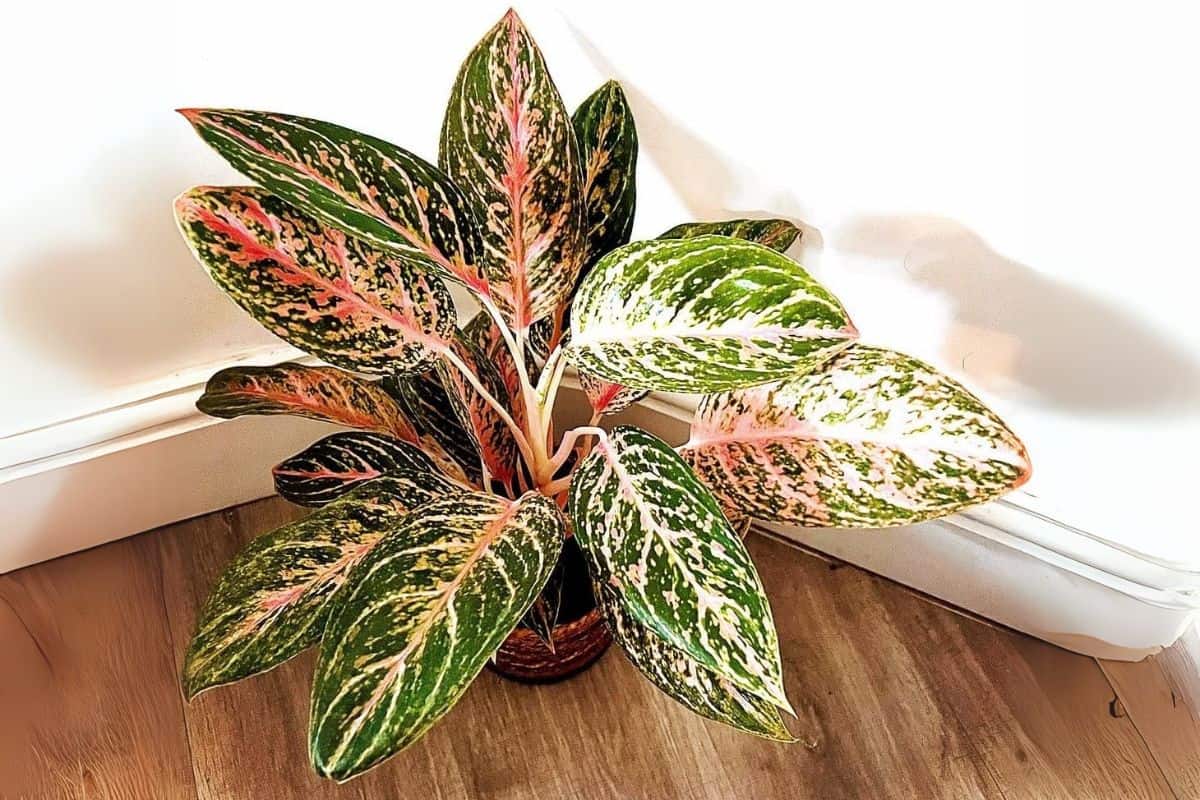 The Ultimate Indoor Care Guide for Chinese Evergreen (Aglaonema ...