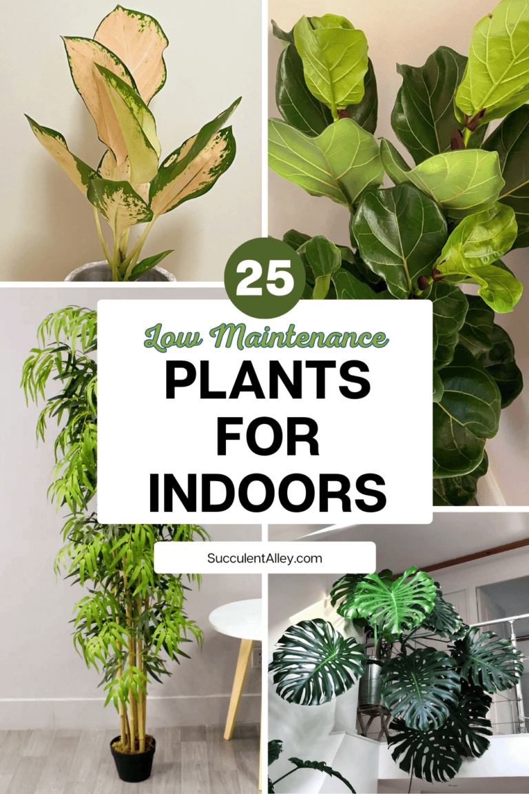 25 Different Types of Indoor Plants | Houseplant Alley