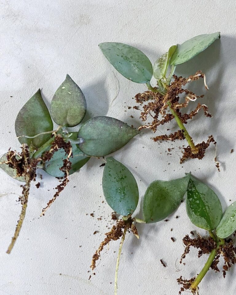 Comprehensive Guide to Hoya Propagation | Houseplant Alley