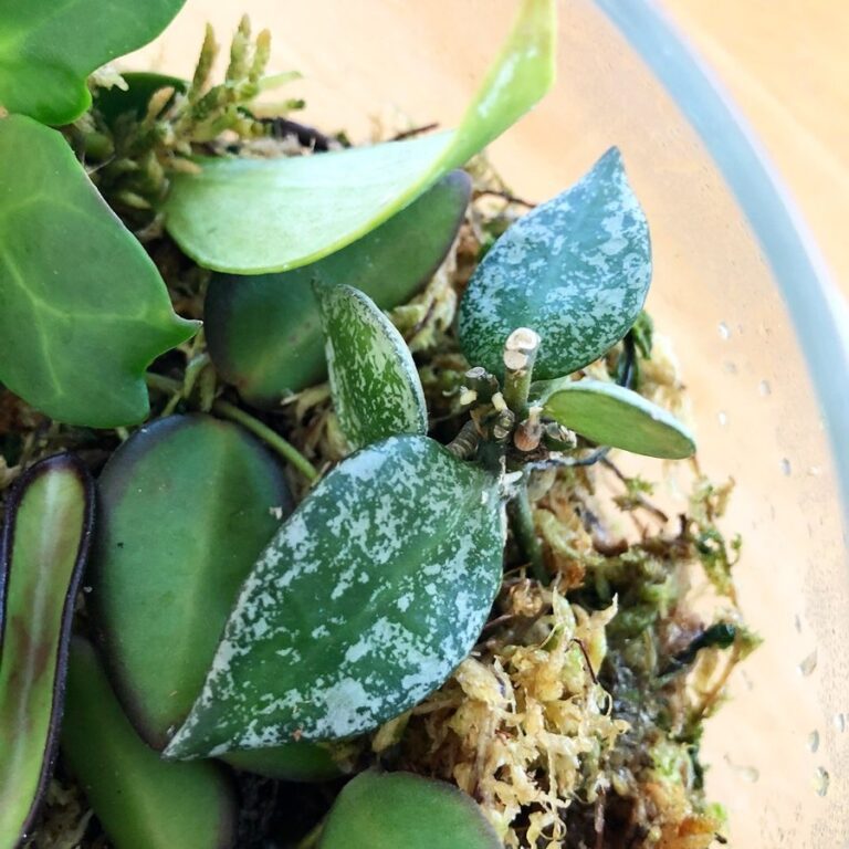 Comprehensive Guide to Hoya Propagation | Houseplant Alley