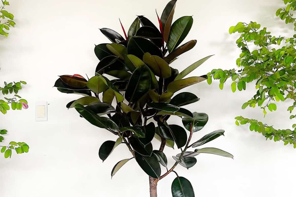 The Ultimate Indoor Care Guide for Rubber Plant (Ficus elastica ...