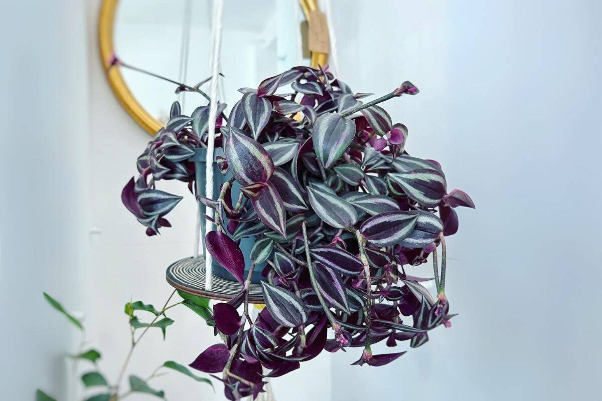 The Ultimate Indoor Care Guide for Wandering Jew (Tradescantia zebrina ...