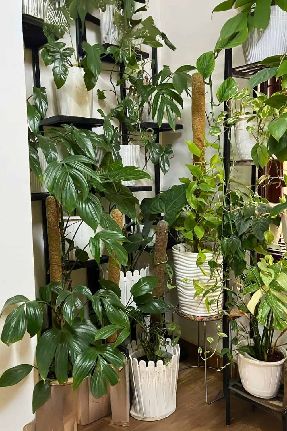 Transform Your Space: Creative Wall Plant Decor Ideas | Houseplant Alley