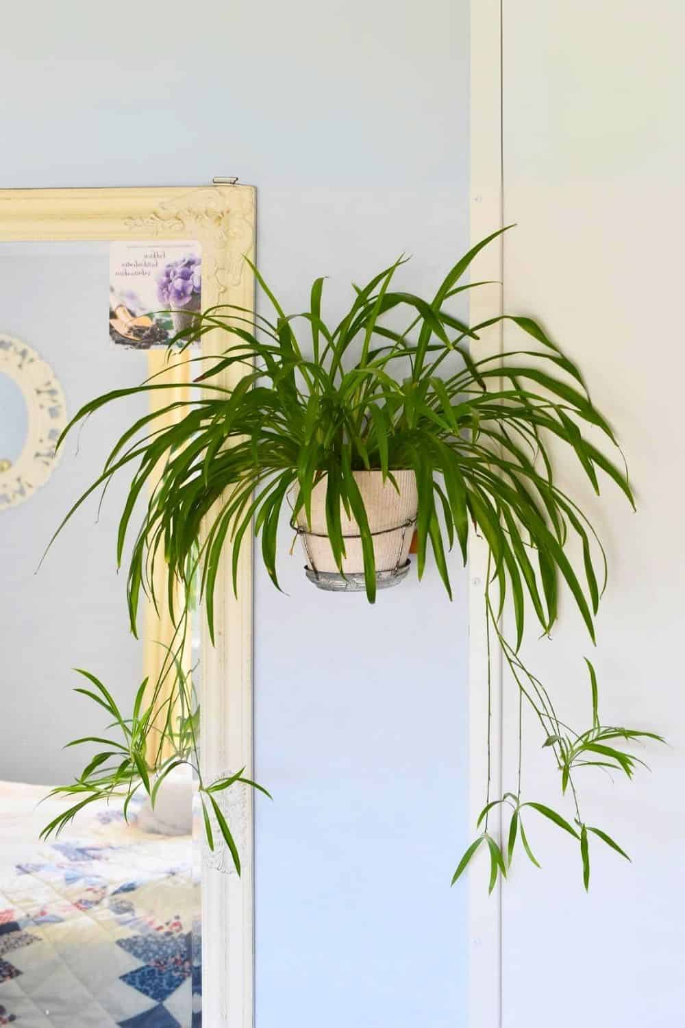 Transform Your Space: Creative Spider Plant Decor Ideas | Houseplant Alley