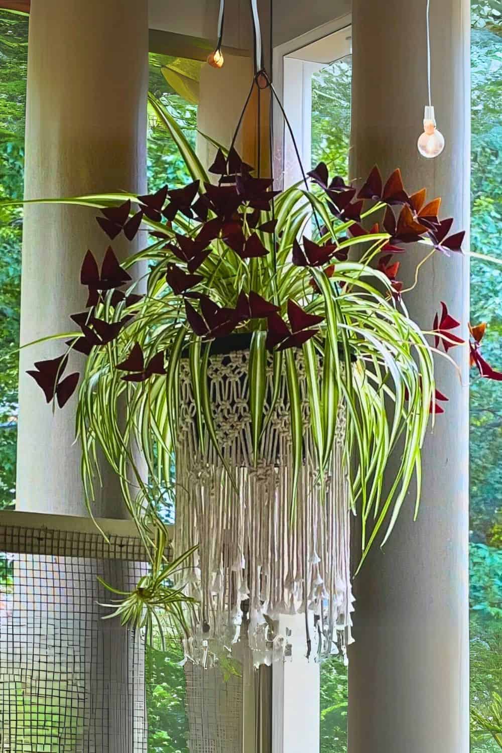 Transform Your Space: Creative Spider Plant Decor Ideas | Houseplant Alley