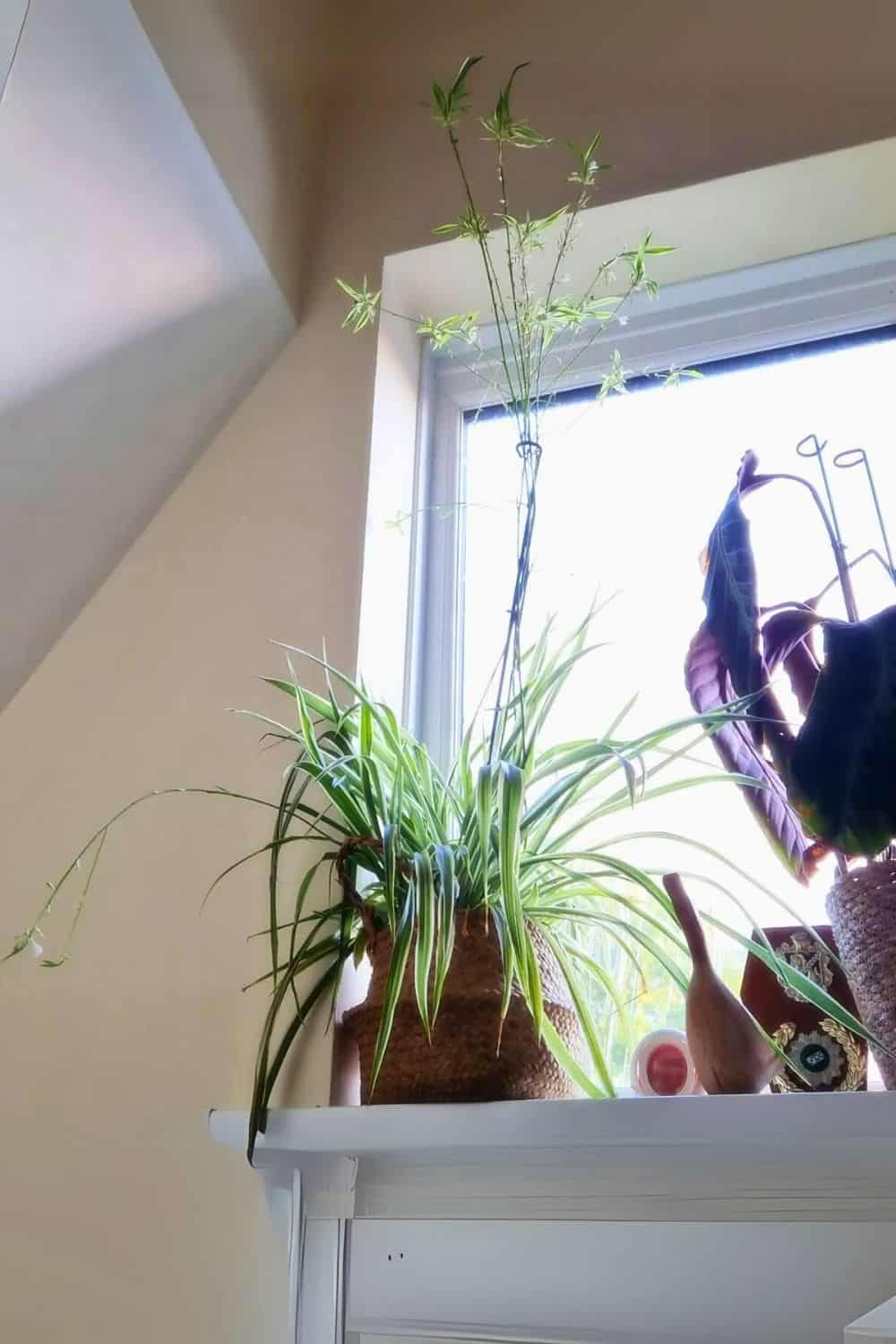 Transform Your Space: Creative Spider Plant Decor Ideas | Houseplant Alley