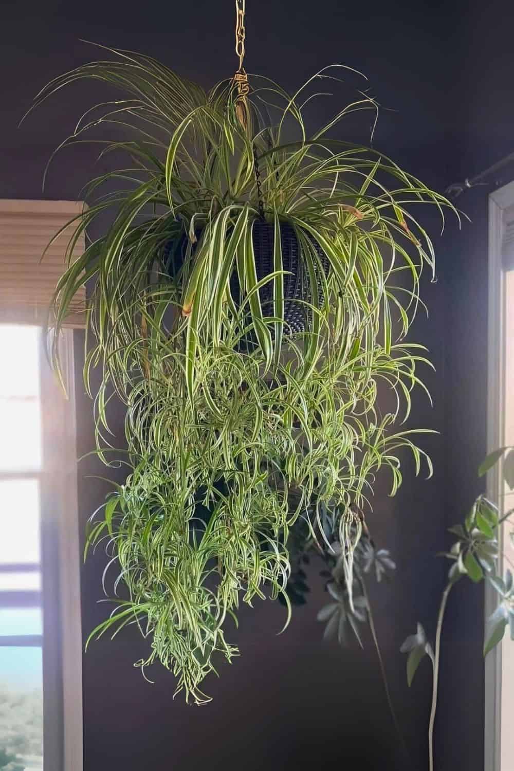 Transform Your Space: Creative Spider Plant Decor Ideas | Houseplant Alley