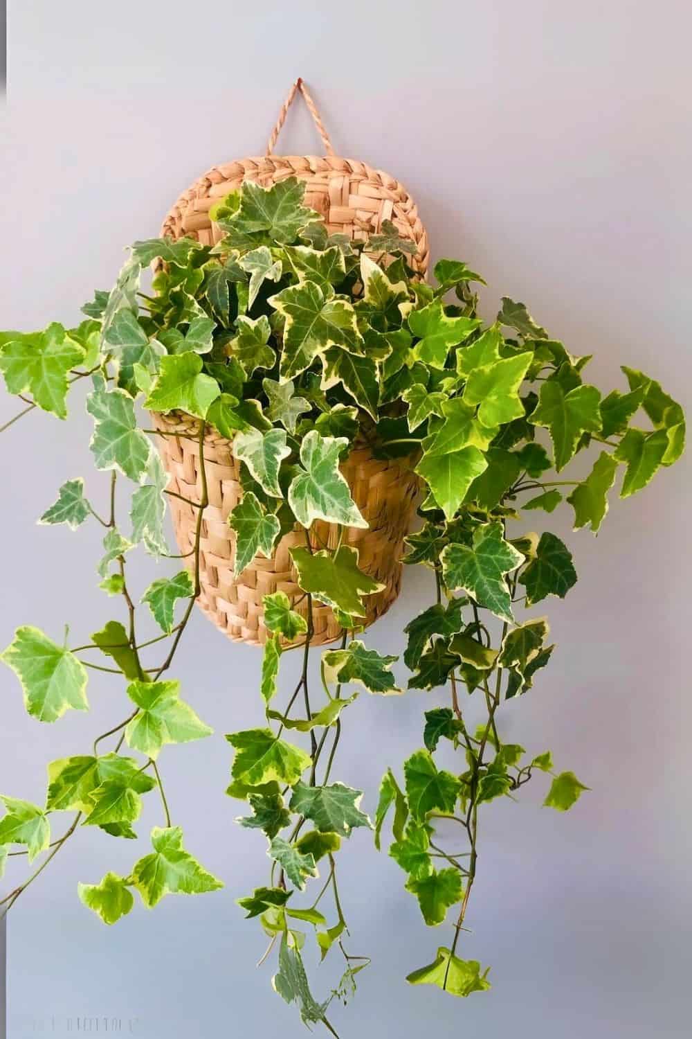 Living Green: The Best Wall Plants to Transform Your Indoor Spaces ...