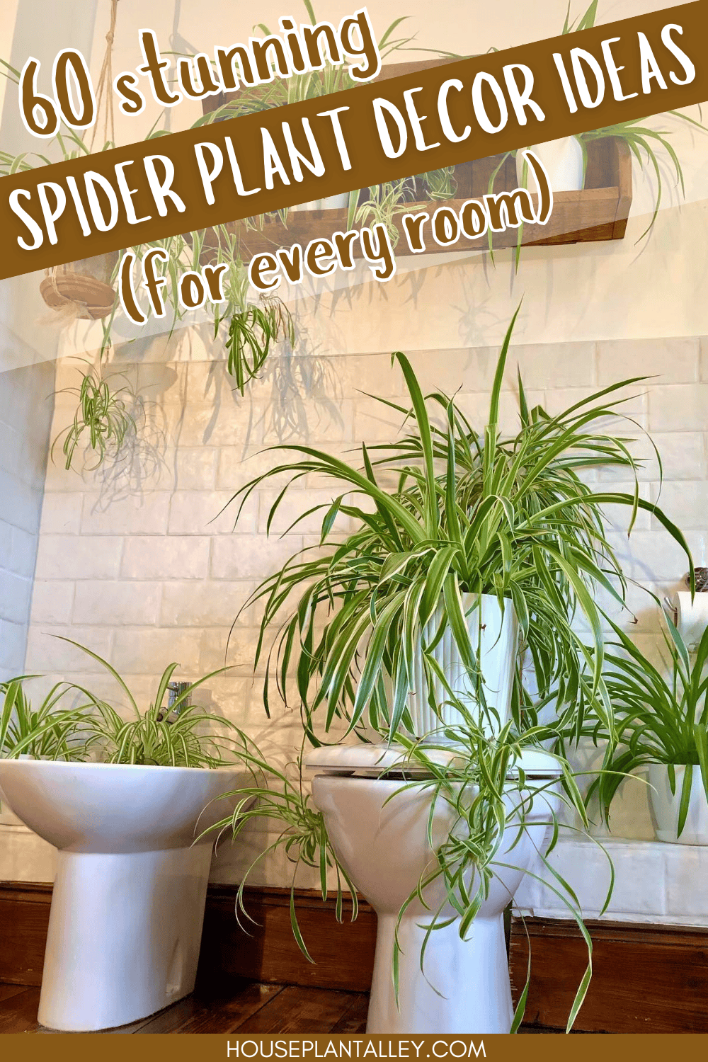 Transform Your Space: Creative Spider Plant Decor Ideas | Houseplant Alley