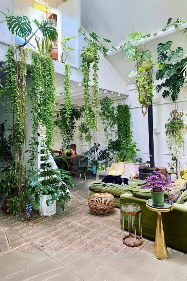 60 Creative Ideas to Decorate Your Home with Money Plants | Houseplant ...