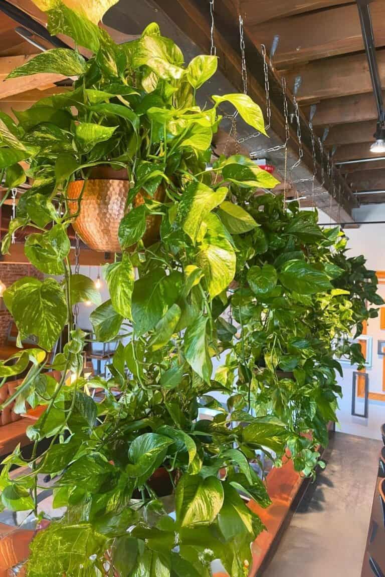 60 Creative Ideas to Decorate Your Home with Money Plants | Houseplant ...