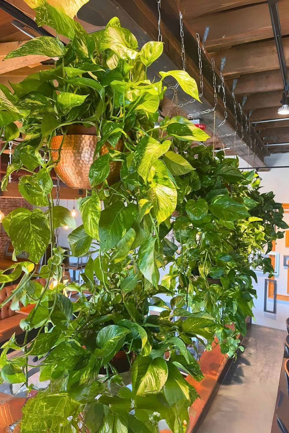 60 Creative Ideas to Decorate Your Home with Money Plants | Houseplant ...