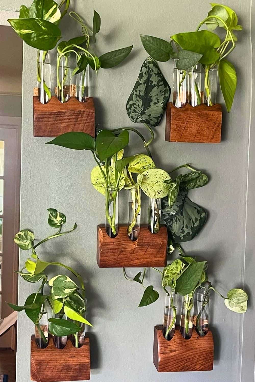 60 Creative Ideas to Decorate Your Home with Money Plants | Houseplant ...
