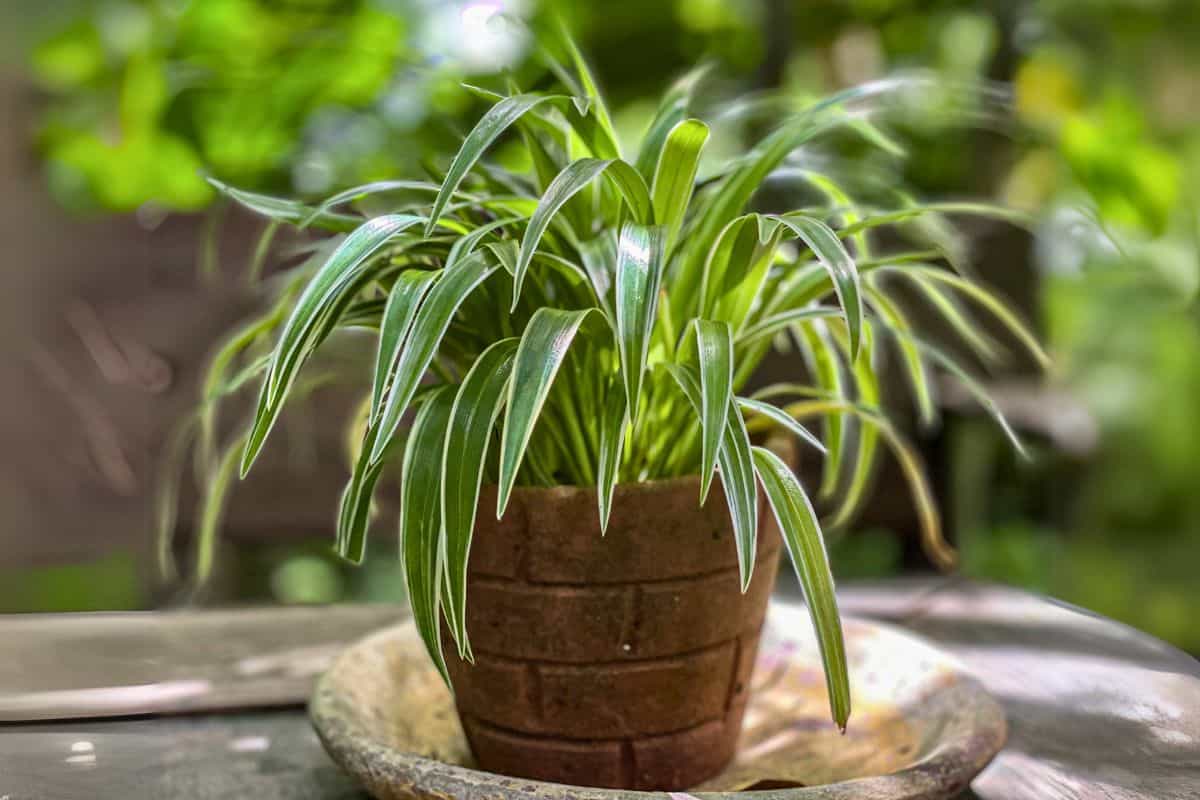 Reviving Your Spider Plant: How to Rescue and Rejuvenate | Houseplant Alley