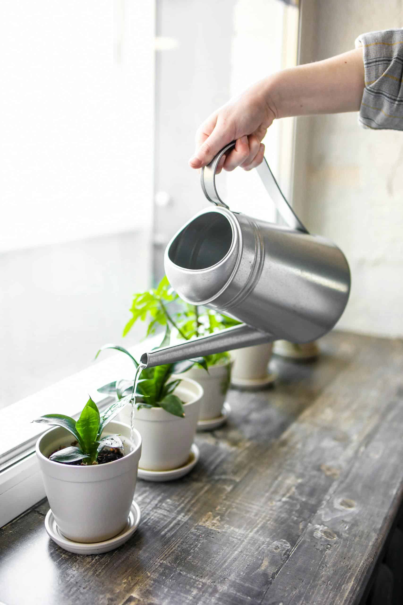 Indoor Plant Watering 101: Mastering Hydration Techniques for Thriving ...