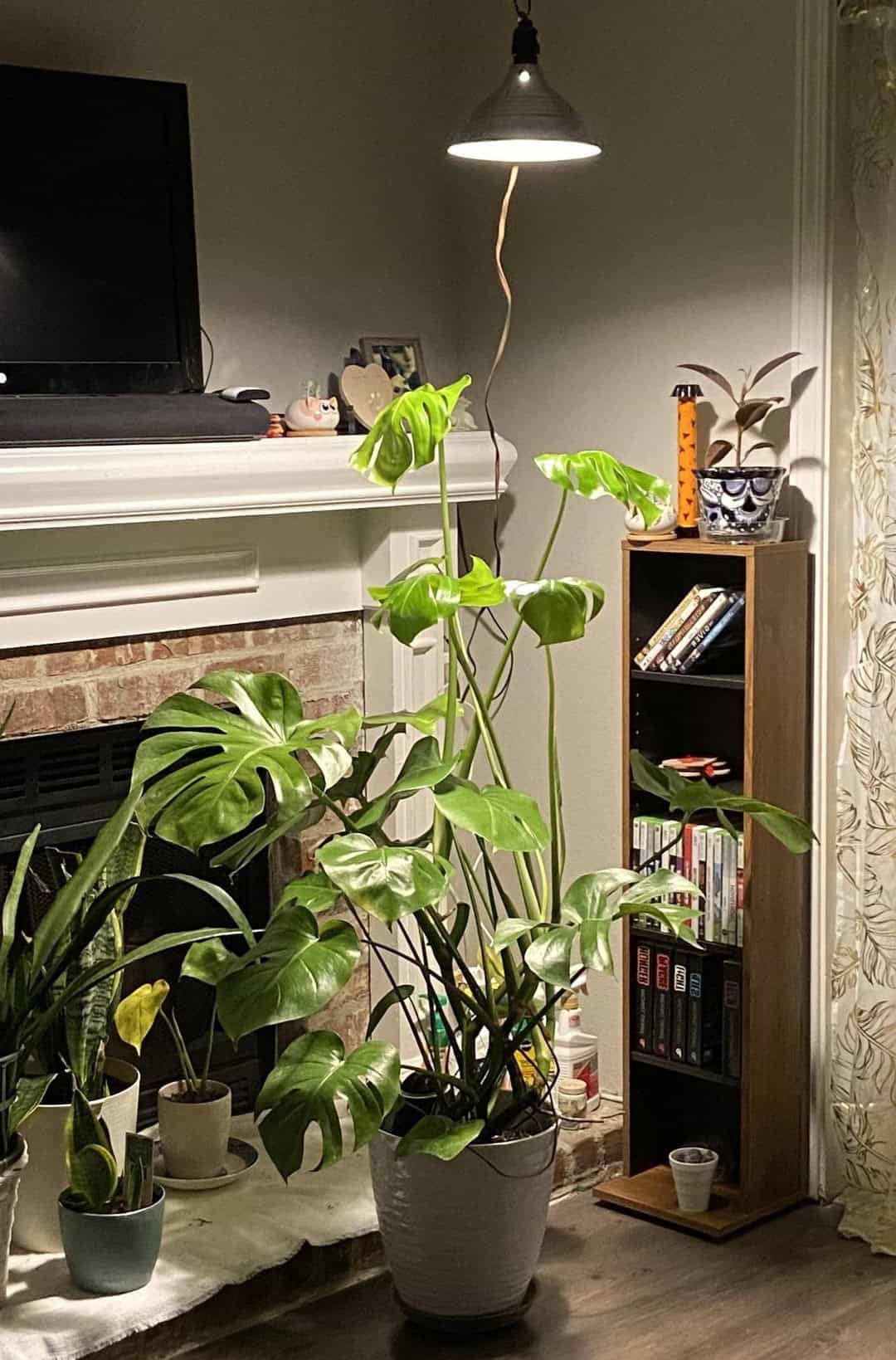 Monstera Deliciosa Lighting Guide: Simple Tips for Healthy Growth ...