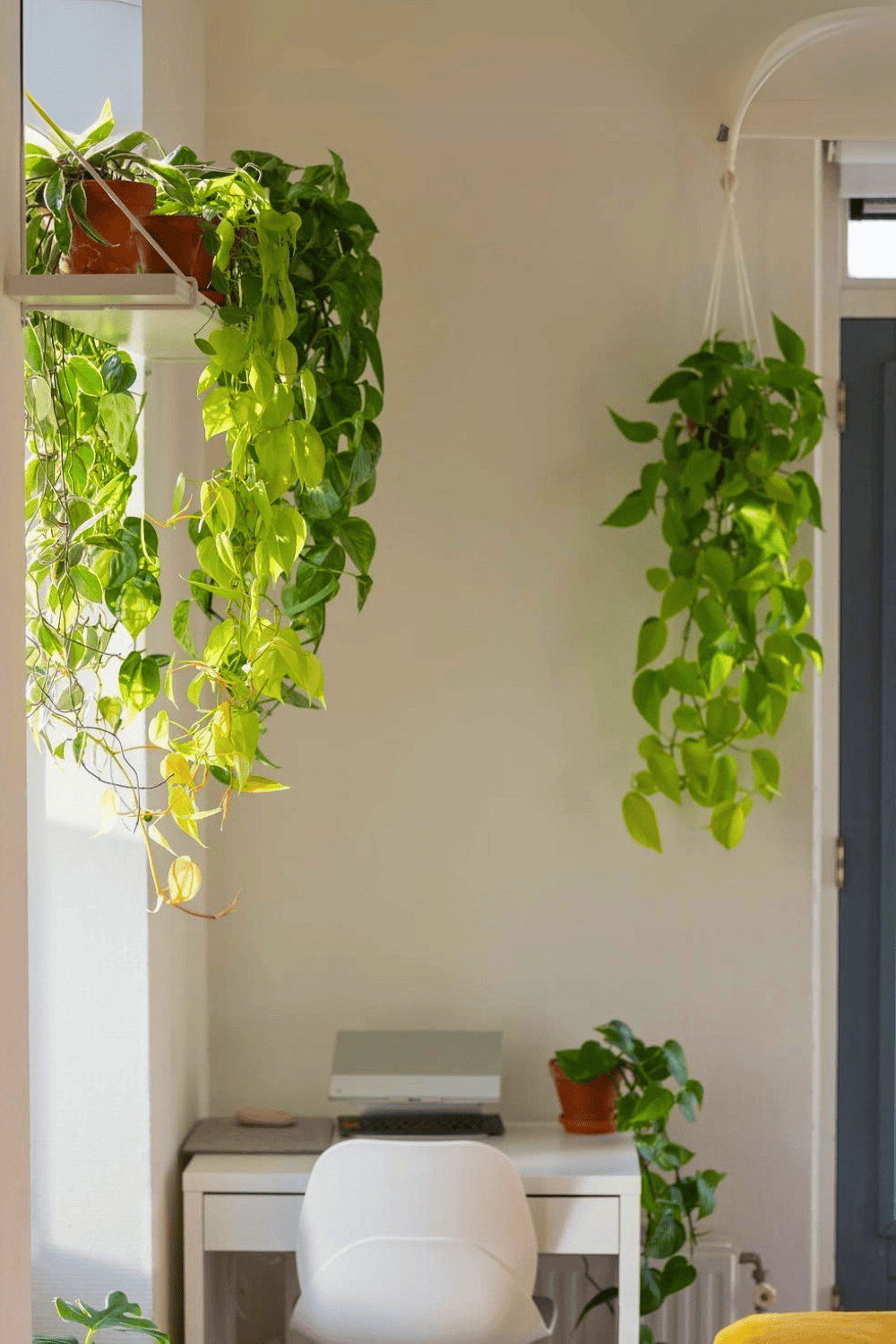 30 Gorgeous Hanging Plants to Bring Life to Your Bedroom | Houseplant Alley