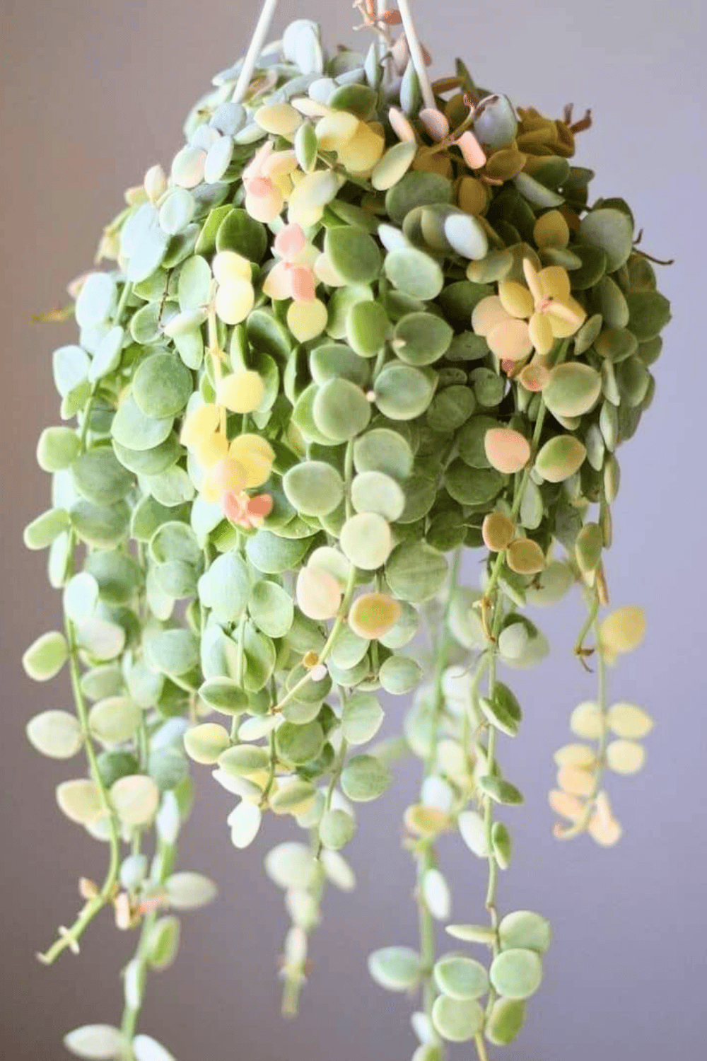 30 Gorgeous Hanging Plants to Bring Life to Your Bedroom | Houseplant Alley