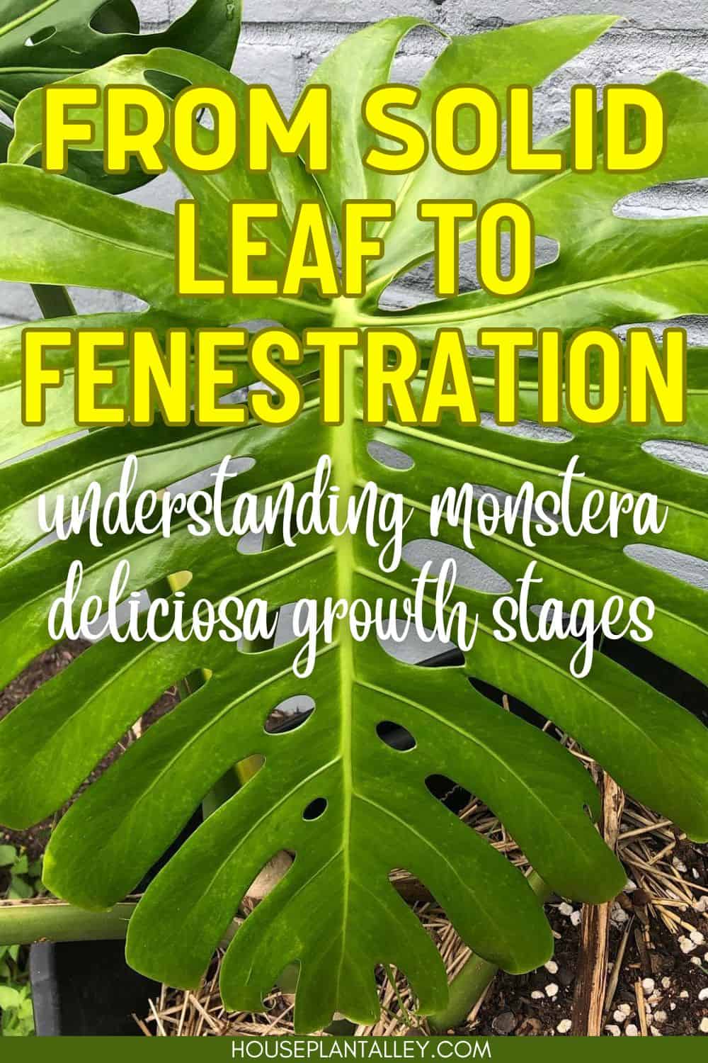 Monstera Deliciosa: The Art and Science of Fenestration | Houseplant Alley