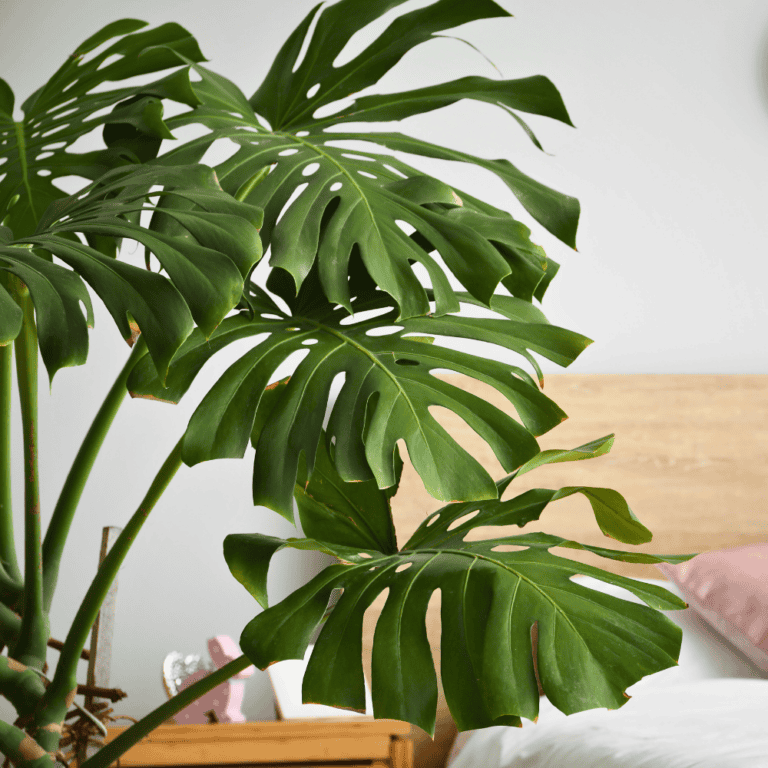 50 Best Plants for a Bedroom Oasis | Houseplant Alley
