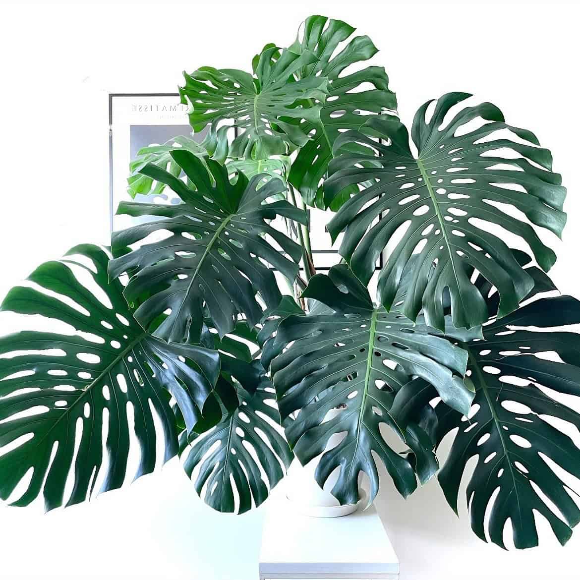 The Ultimate Guide to Training Your Monstera Deliciosa to Climb ...
