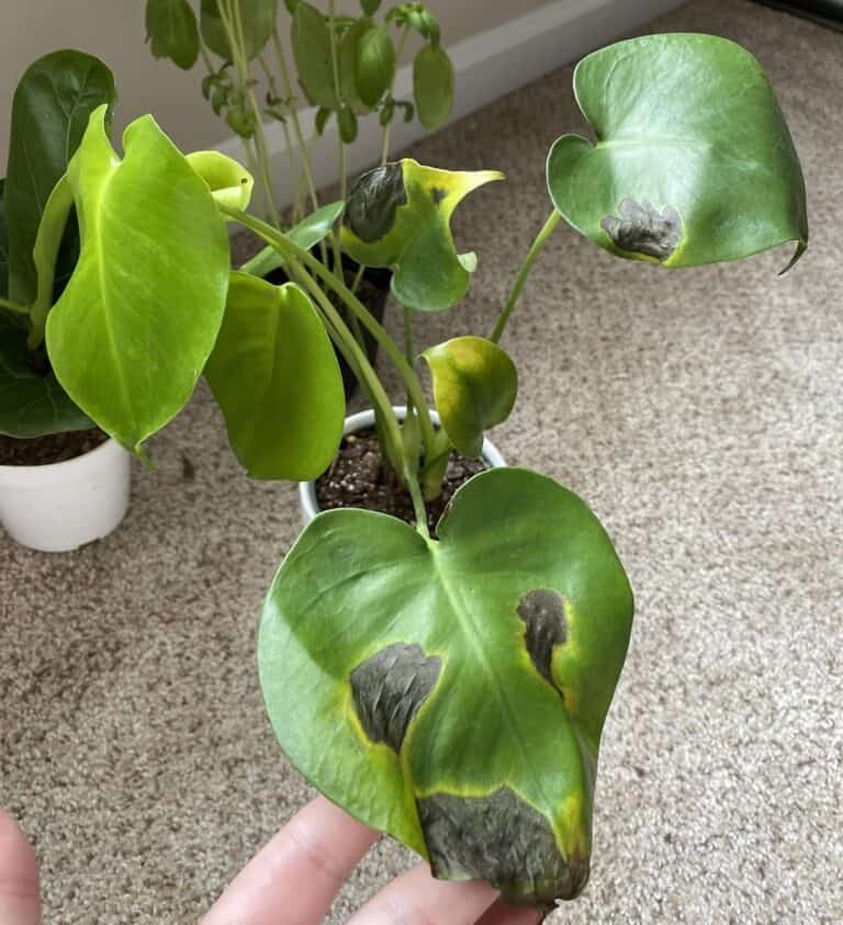 Monstera Deliciosa Lighting Guide: Simple Tips for Healthy Growth ...