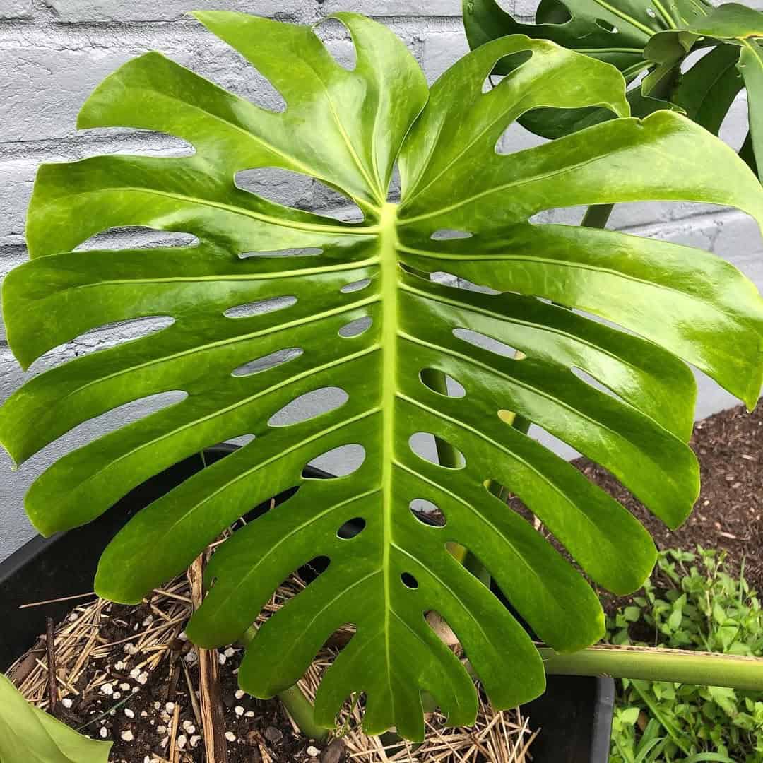 Monstera Deliciosa: The Art and Science of Fenestration | Houseplant Alley