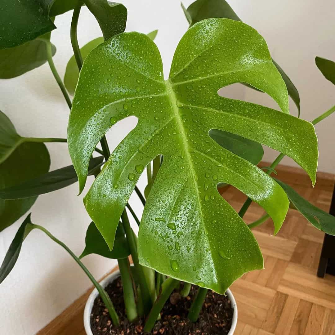 Monstera Deliciosa: The Art and Science of Fenestration | Houseplant Alley