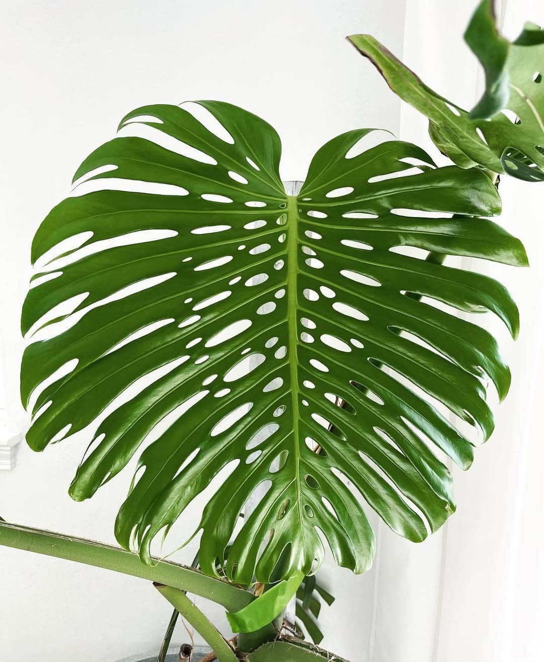 Monstera Deliciosa: The Art and Science of Fenestration | Houseplant Alley
