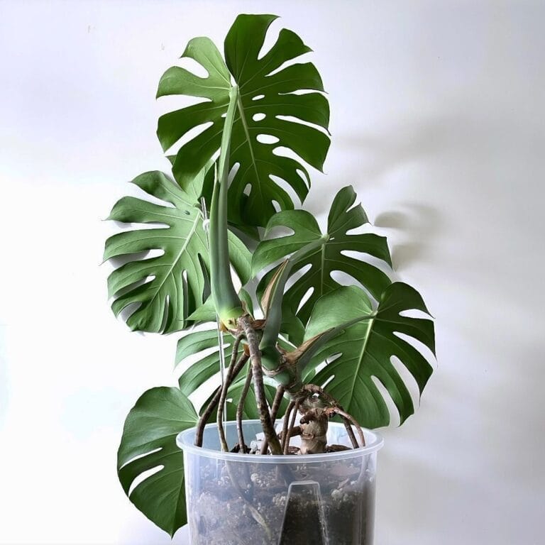 The Ultimate Guide to Training Your Monstera Deliciosa to Climb ...